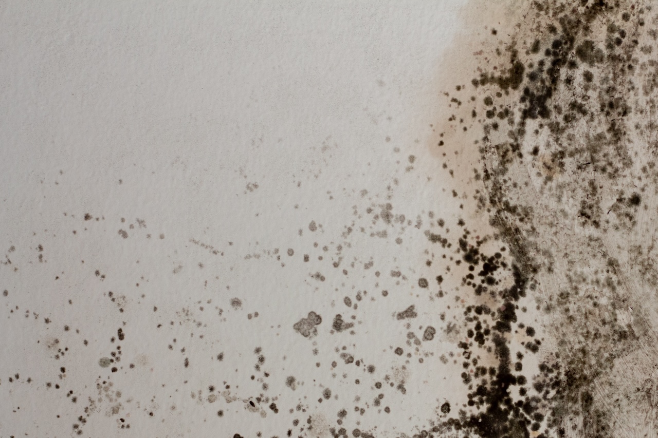 Commercial Kitchen Mold Removal: Tips for Effective Remediation